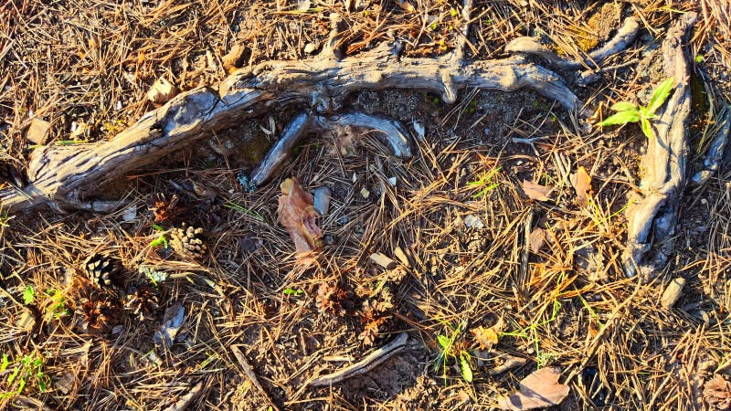 Thick Tree Roots Protruding from the Ground, Illuminated by Sunlight ...