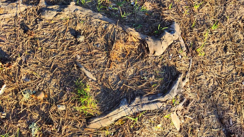 Thick Tree Roots Protruding from the Ground, Illuminated by Sunlight ...