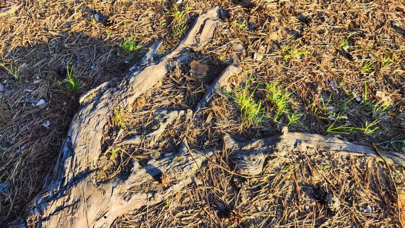Thick Tree Roots Protruding from the Ground, Illuminated by Sunlight ...