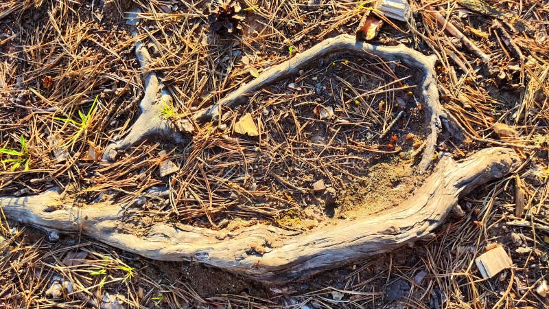 Thick Tree Roots Protruding from the Ground, Illuminated by Sunlight ...