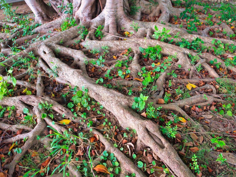 Tree Roots Sprawling on Ground Stock Photo - Image of natural, beauty ...