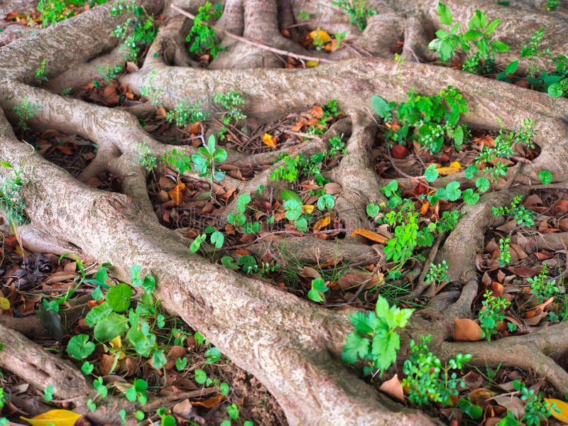 Tree Roots Sprawling on Ground Stock Image - Image of environmental ...