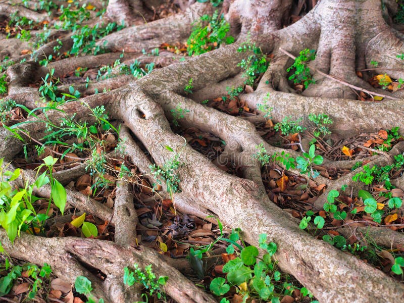 Tree Roots Sprawling on Ground Stock Photo - Image of floor, ground ...