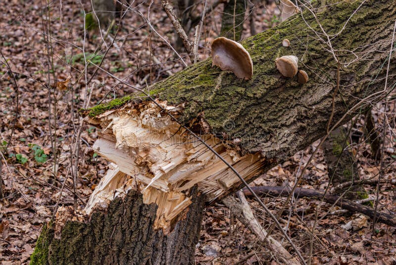 A Thick Tree Snapped Off by a Storm in the Forest in Winter, Germany ...