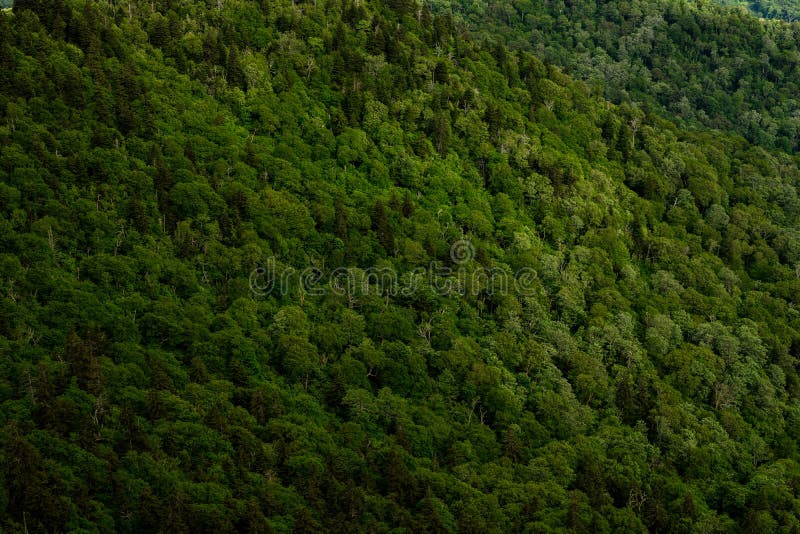 Thick Tree Top Forest stock photo. Image of thick, foliage - 169234998