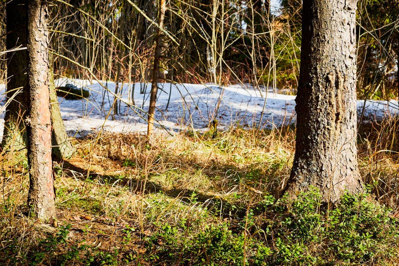 Thick Tree Trunk with Bark in Spring Forest with Snow Drifts and Small ...