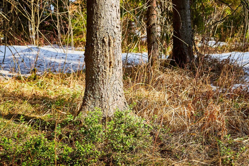 Thick Tree Trunk with Bark in Spring Forest with Snow Drifts and Small ...