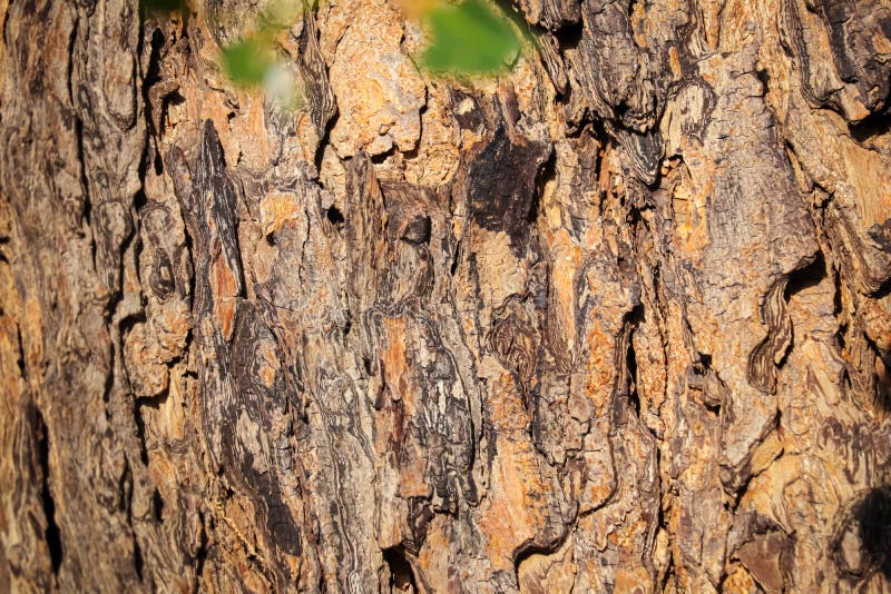 Thick Tree Trunk Beautiful View,Tree Bark,Texture of the Tree,Trees ...