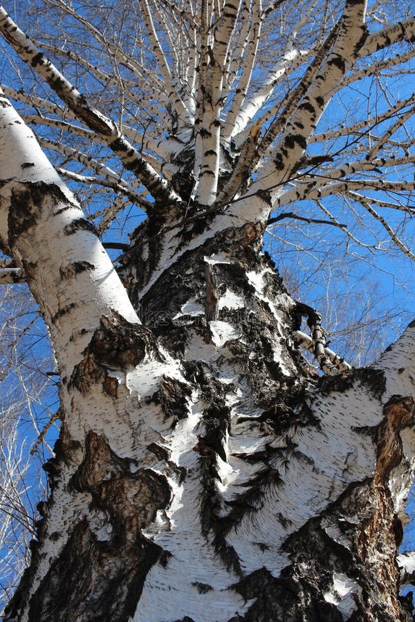 Thick Tree Trunk Birch in the Forest with Branches and Bark Stock Image ...