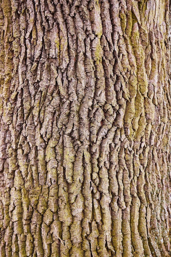 Tree trunk in a forest stock image. Image of environment - 180588653