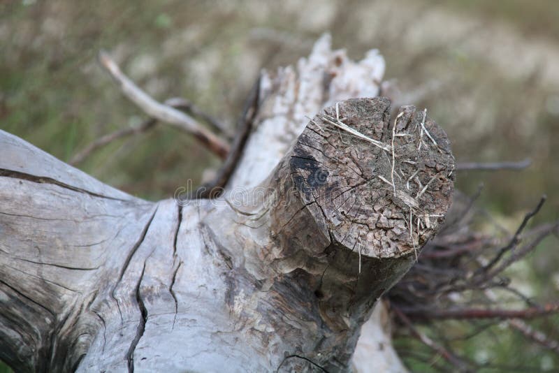 Thick tree trunk closeup stock image. Image of environment - 77381553