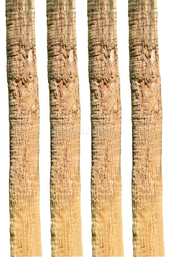 Thick tree trunk closeup stock photo. Image of crust - 82616420