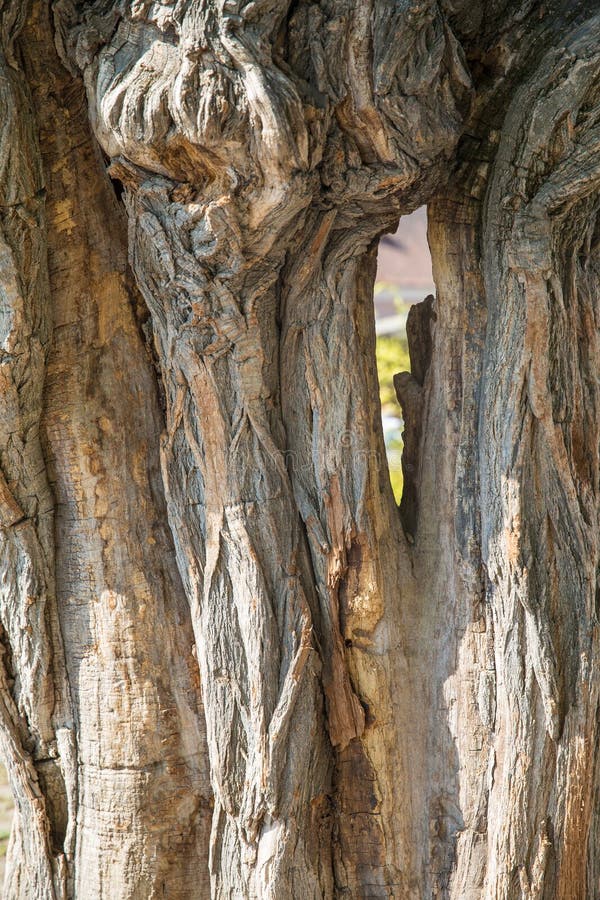Thick tree trunk closeup stock photo. Image of background - 80533946