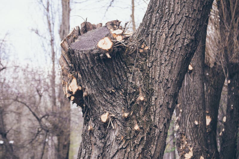 Thick Tree Trunk with Many Cuts after Spring Pruning of Branches Stock ...