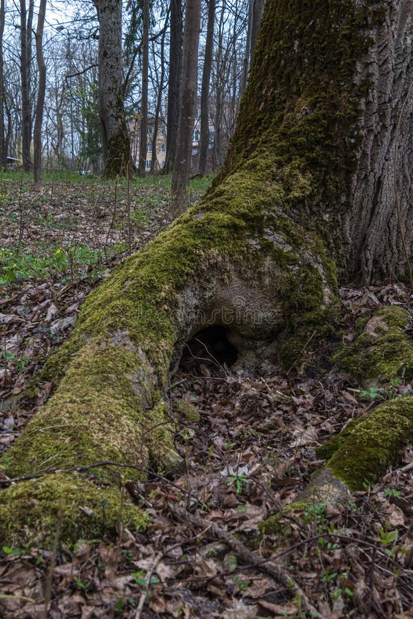 Thick tree trunk with moss stock photo. Image of stone - 319187258