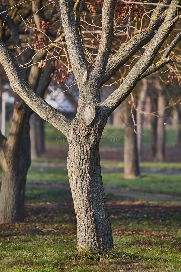 Old tree trunk in a park stock photo. Image of background - 258712930
