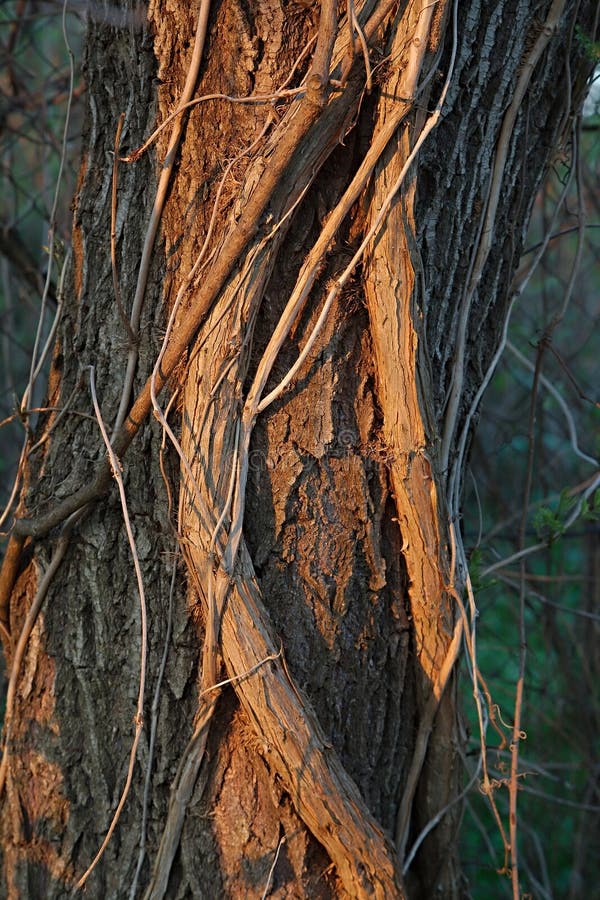 Tree Trunk Strangled by Creeping Plant Stock Photo - Image of wood ...