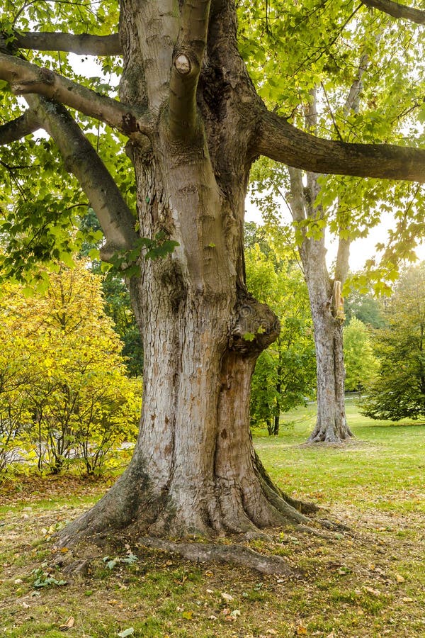 Thick Tree Standing on a River Side Gnawed from a Beaver Bending Over ...