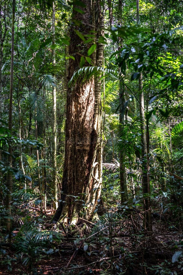 Thick Tree Trunk in the Woods Under Sunlight Stock Image - Image of ...