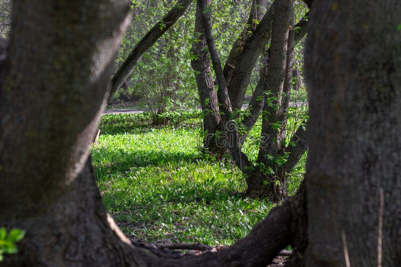 Thick Tree Trunks and Emerald Grass in Fabulous Spring Forest. Close-up ...