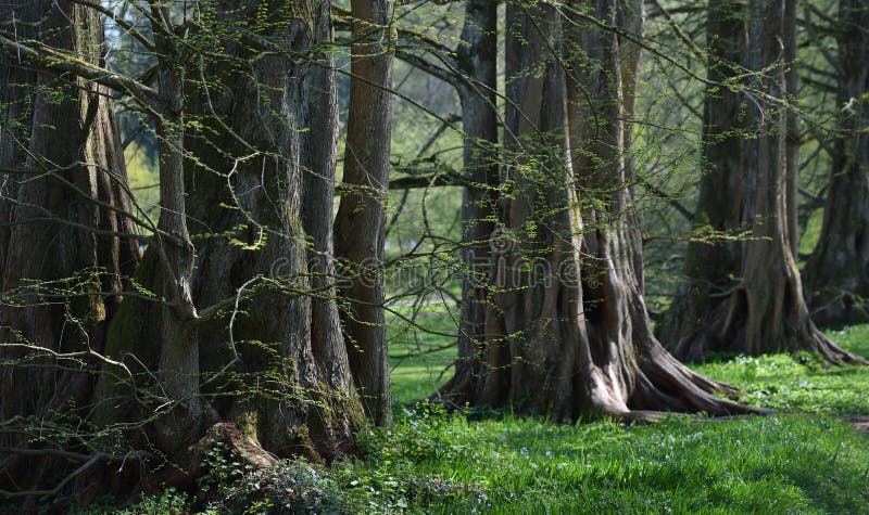 Thick Tree Trunks in Spring and Their Young Leaves and Green Fresh ...