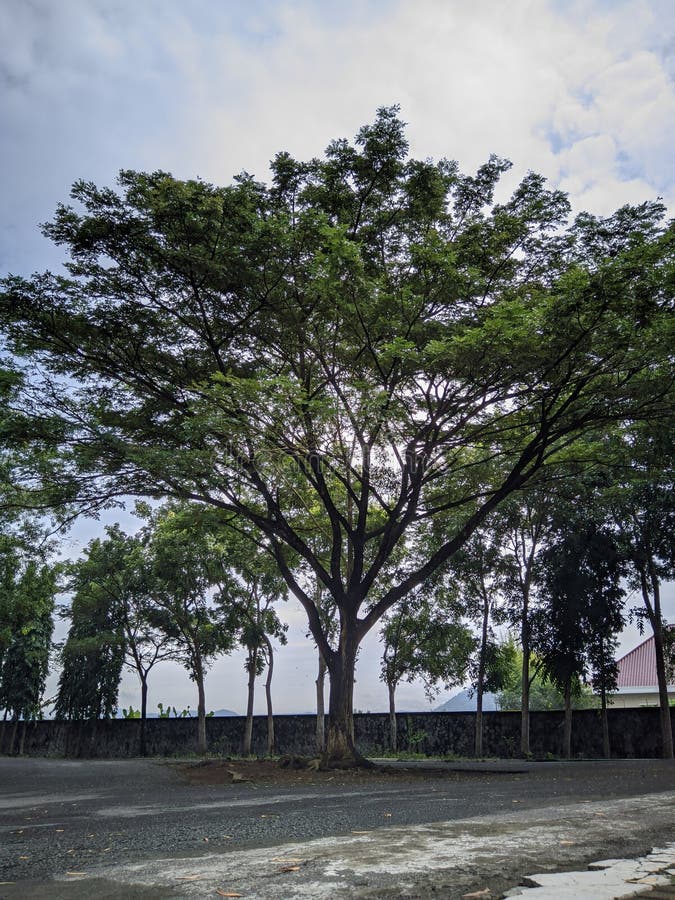 Thick Trees in Fine Weather Stock Photo - Image of tree, summer: 219669762
