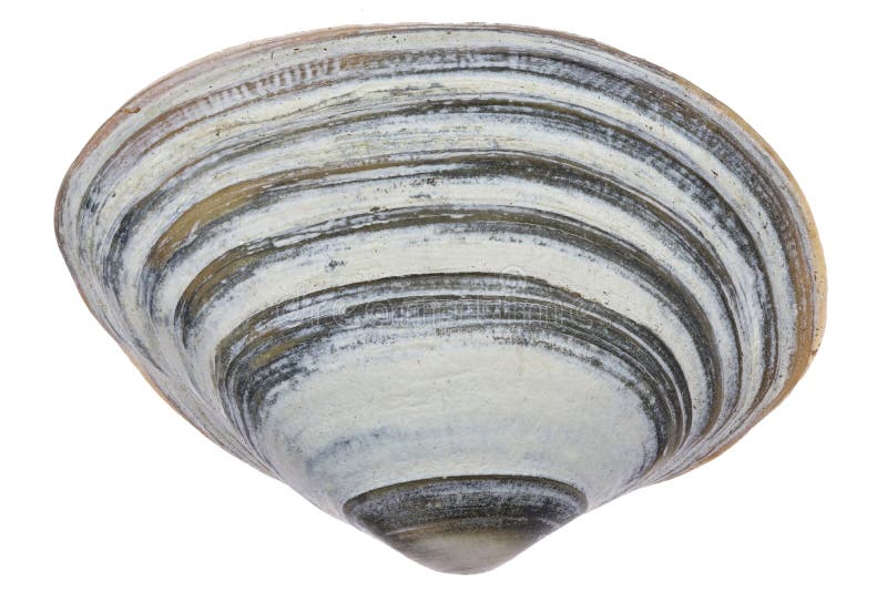 Thick trough shell stock photo. Image of marine, mollusc - 237808286