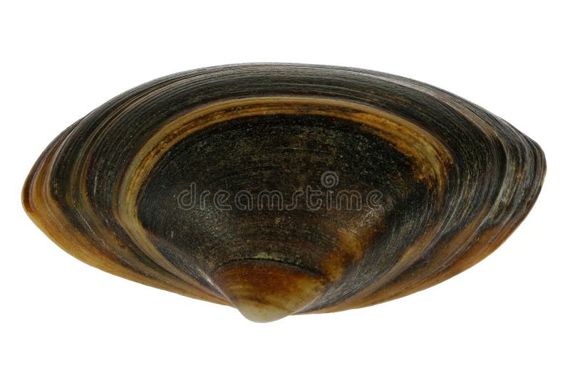 Thick trough shell stock photo. Image of marine, mollusc - 237808286
