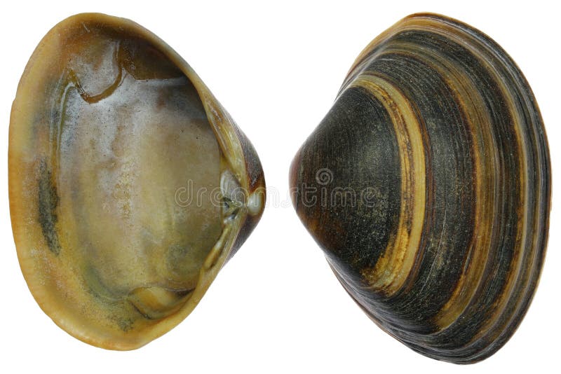 Thick trough shell stock photo. Image of marine, mollusc - 237808286