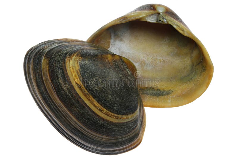 Thick trough shell stock photo. Image of marine, mollusc - 237808286