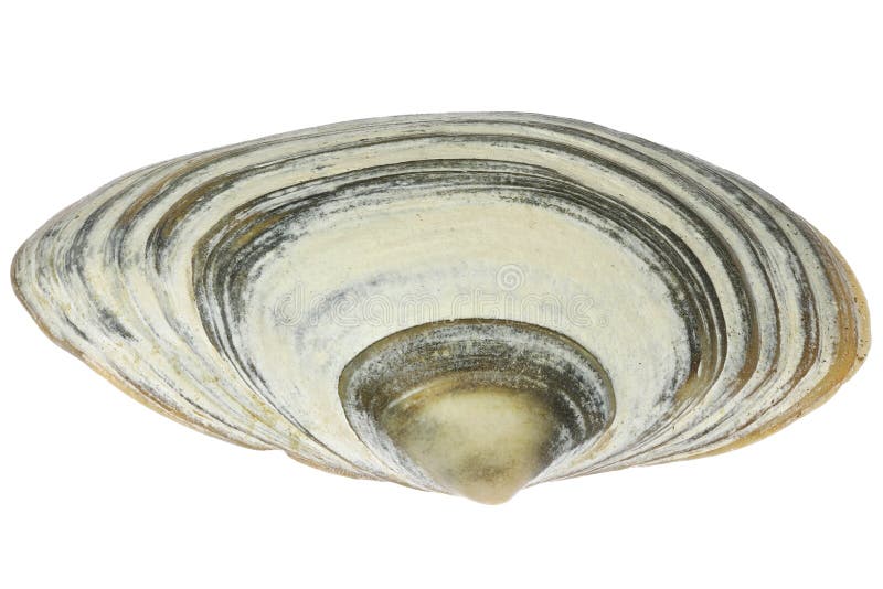 174 Trough Shell Stock Photos - Free & Royalty-Free Stock Photos from ...
