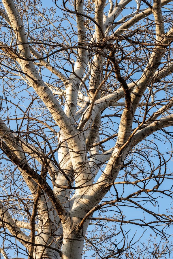 Thick Trunk of Birch Tree Agains Blue Sky Stock Photo - Image of trunk ...