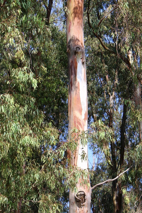 Thick Trunk of Deciduous Tree in the Forest Stock Image - Image of ...