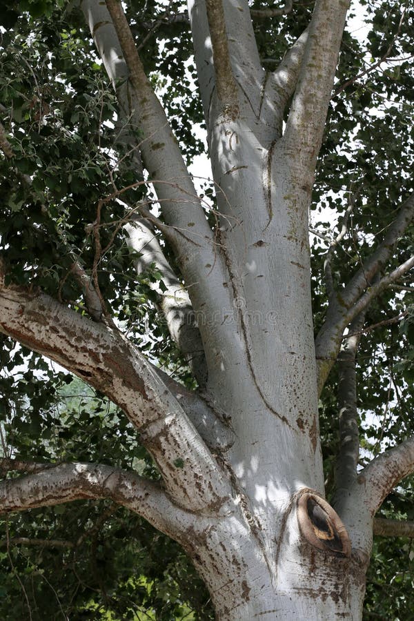 Thick Trunk of Deciduous Tree in the Forest Stock Photo - Image of ...