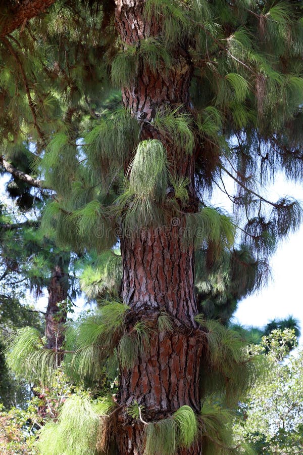 Thick Trunk of Deciduous Tree in the Forest Stock Image - Image of walk ...