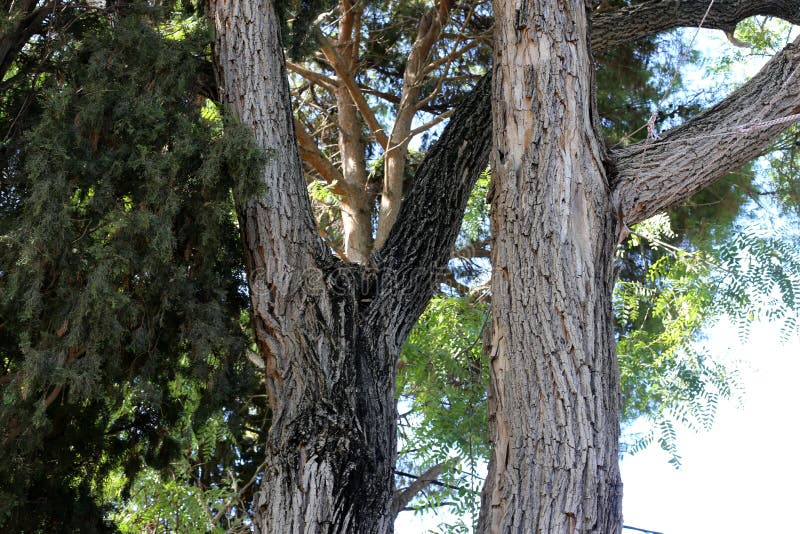 Thick Trunk of Deciduous Tree in the Forest Stock Image - Image of ...
