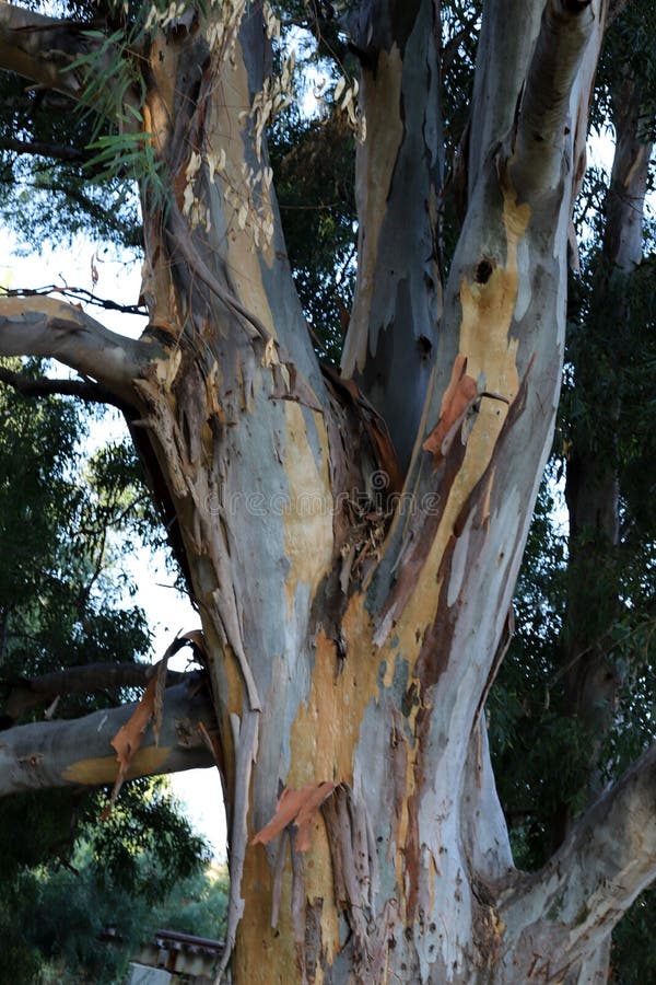 Thick Trunk of Deciduous Tree in the Forest Stock Image - Image of ...