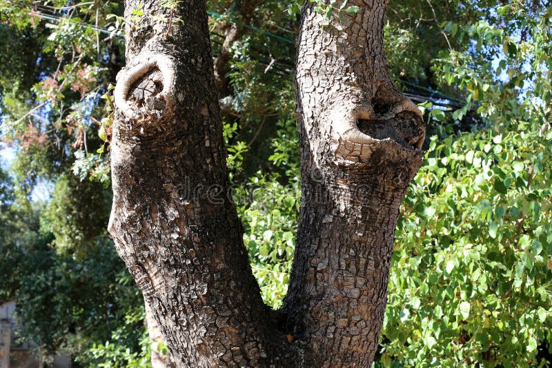 Thick Trunk of Deciduous Tree in the Forest Stock Image - Image of ...