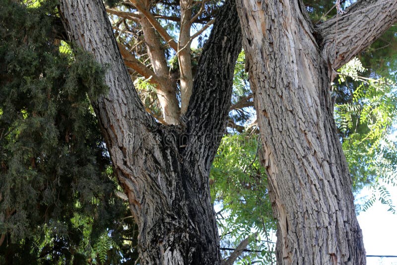 Thick Trunk of Deciduous Tree in the Forest Stock Photo - Image of ...