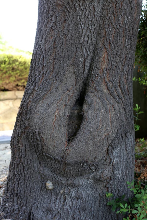 Thick Trunk of Deciduous Tree in the Forest Stock Photo - Image of ...
