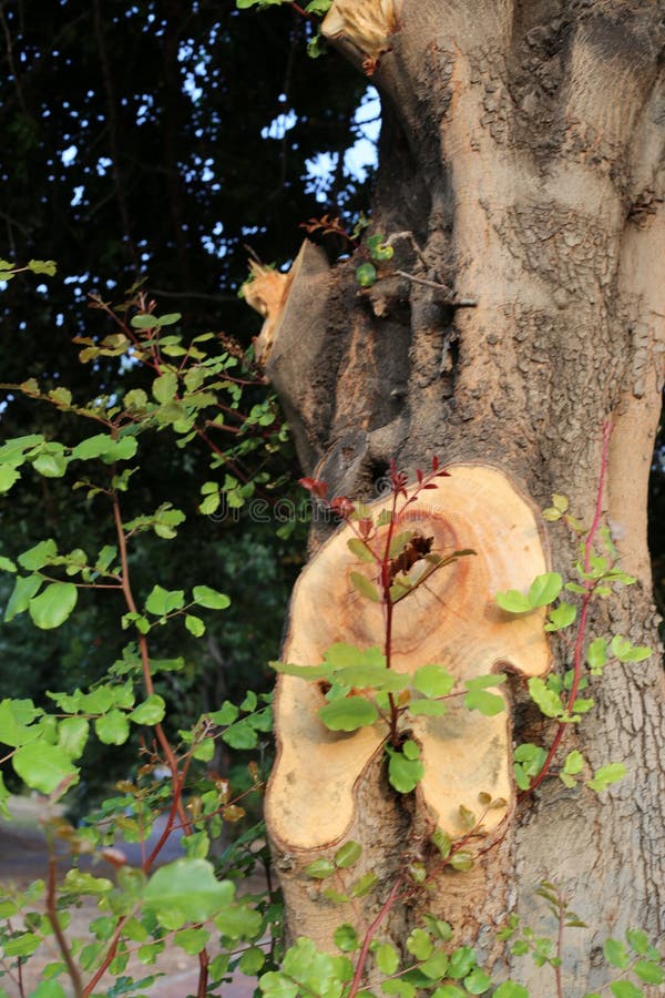 Thick Trunk of Deciduous Tree in the Forest Stock Image - Image of park ...