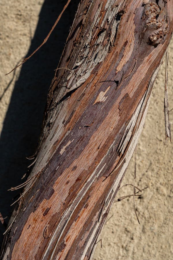 Thick Trunk of Grapes Against the Wall Stock Photo - Image of ...