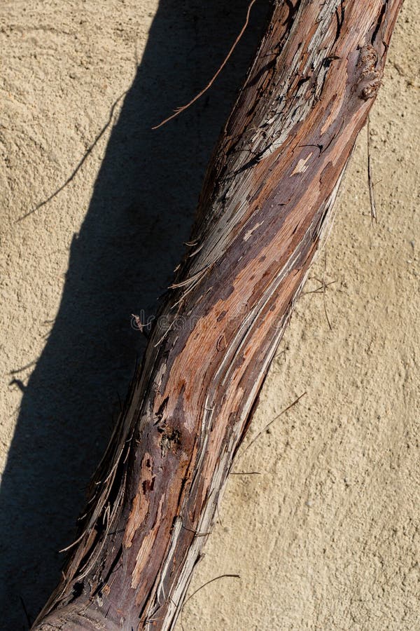 Thick Trunk of Grapes Against the Wall Stock Photo - Image of tree ...