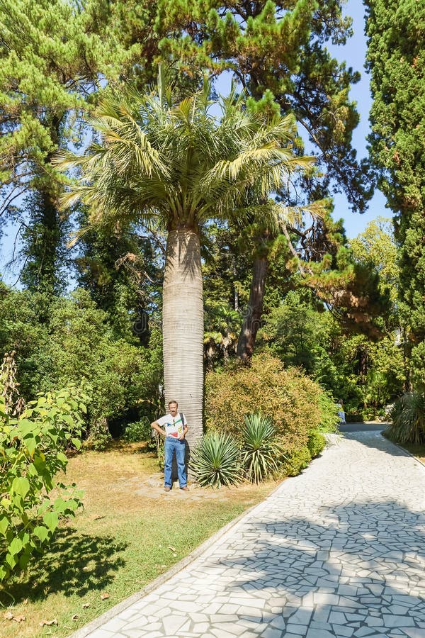 The Thick Trunk of the Ivory Palms Lat. Jubaea Chilensis Stock Photo ...