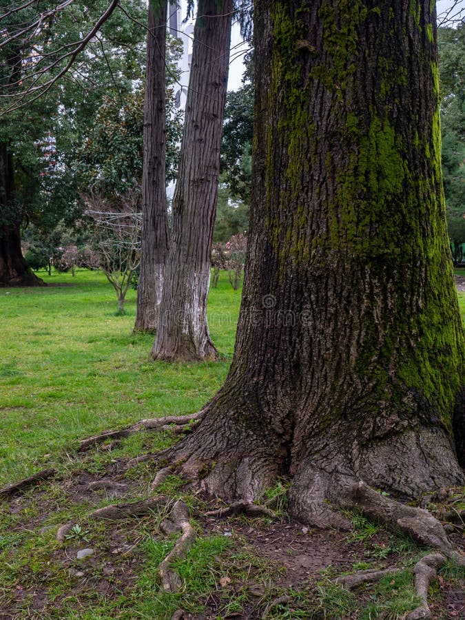 Thick Trunk of a Large Tree. Bark in Moss Stock Photo - Image of plant ...