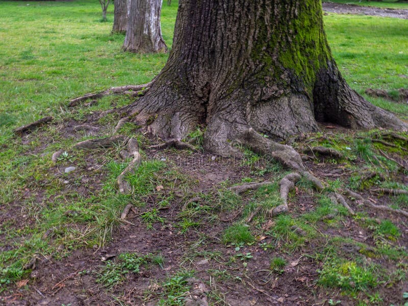 Thick Trunk of a Large Tree. Bark in Moss Stock Image - Image of tree ...