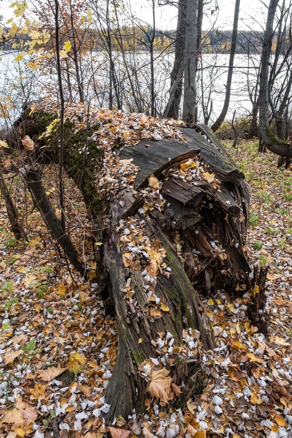 A Thick Trunk of an Old Half-rotted Tree Lying on the Ground Stock ...