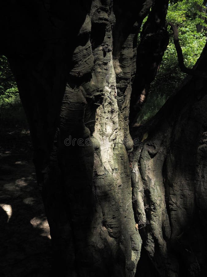 Thick Trunk of an Old Tree in Shadow Stock Image - Image of bole, light ...