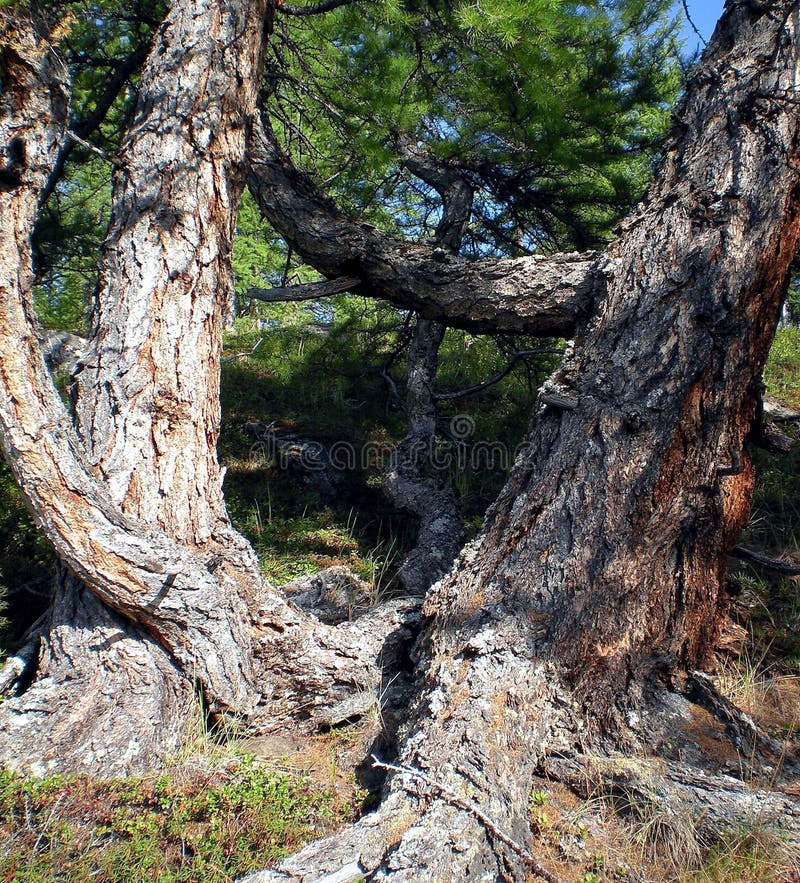 Thick Trunk of Siberian Cedar. Coniferous Tree Stock Photo - Image of ...
