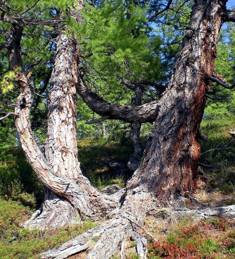 Thick Trunk of Siberian Cedar. Coniferous Tree Stock Image - Image of ...